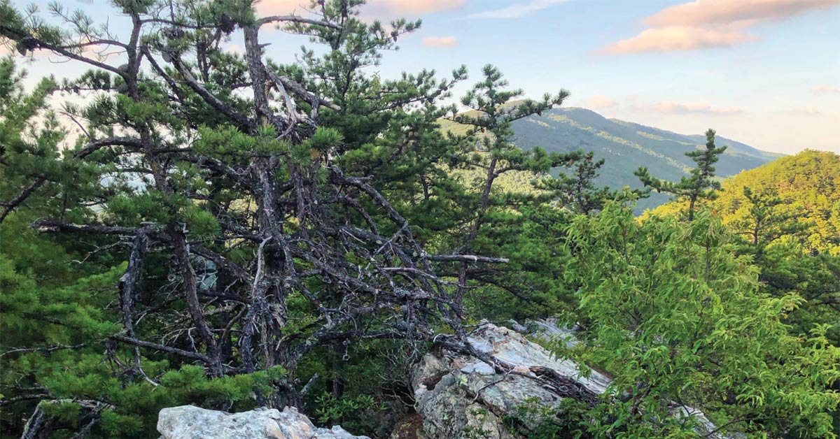 Appreciating the Value of Partnership