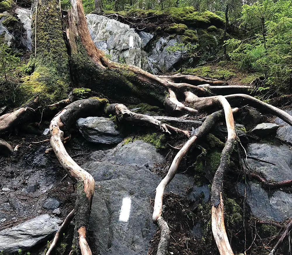 Marking the Trail